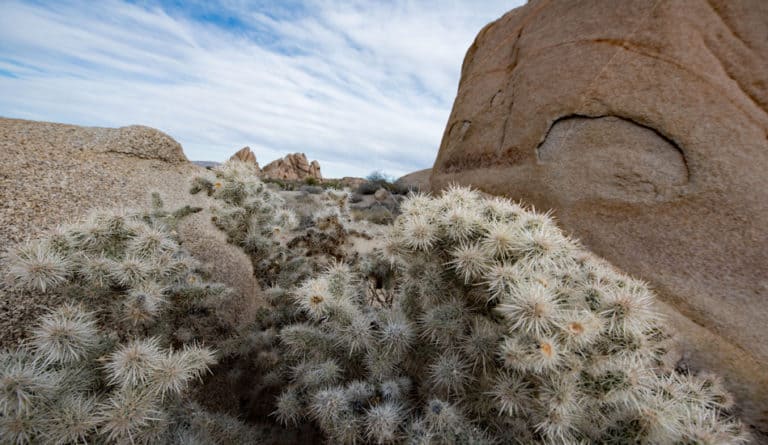 Experiencing Joshua Tree National Park – Earth Gear